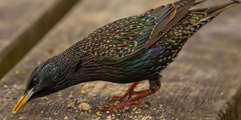 Night of the Starling - February 16th 2023 - West Pier Trust
